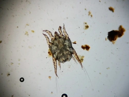 Ear Mange Mite (Otodectes cynotis) | Arachnipedia Wiki | Fandom