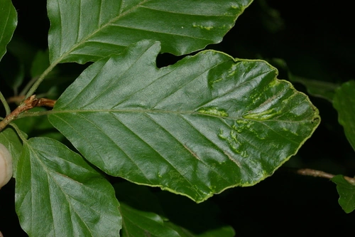 Acalitus stenaspis | Arachnipedia Wiki | Fandom