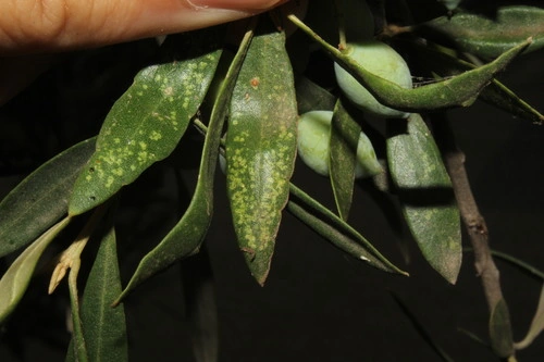 Aceria oleae | Arachnipedia Wiki | Fandom