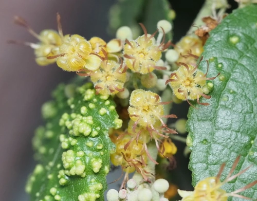 Aceria guazumae | Arachnipedia Wiki | Fandom