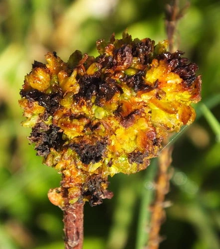 Aloe Gall Mite (Aceria aloinis) | Arachnipedia Wiki | Fandom