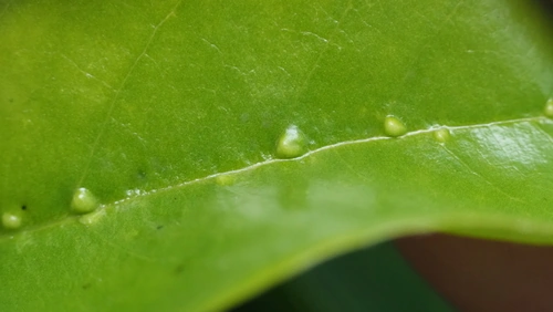 Aceria annonae | Arachnipedia Wiki | Fandom