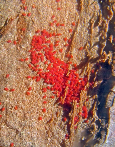 European Red Mite (Panonychus ulmi) | Arachnipedia Wiki | Fandom