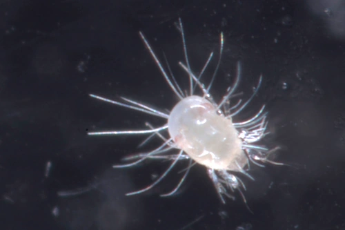 Lepidoglyphus destructor | Arachnipedia Wiki | Fandom