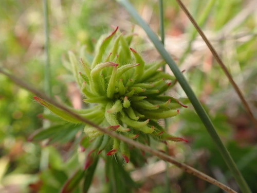 Aceria geranii | Arachnipedia Wiki | Fandom