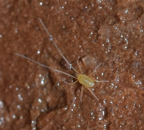 Linopodes motatorius | Arachnipedia Wiki | Fandom