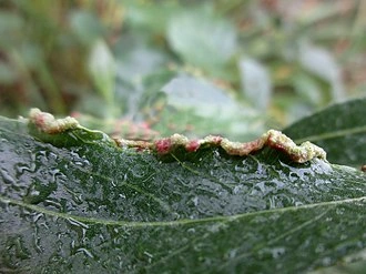 Aculus magnirostris | Arachnipedia Wiki | Fandom