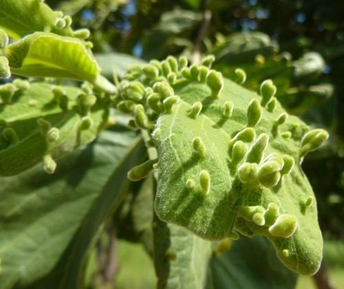 Mispel Leaf Gall Mite (Acalitus mallyi) | Arachnipedia Wiki | Fandom