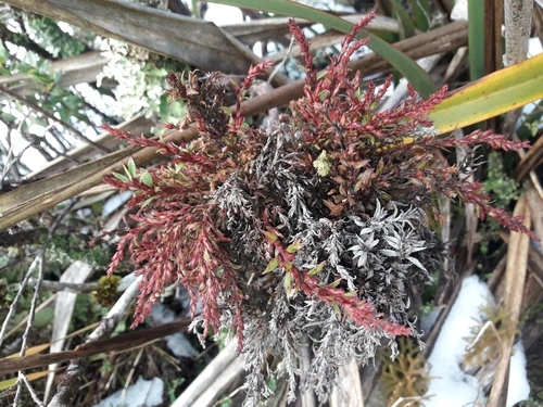 Aculops gaultheriae | Arachnipedia Wiki | Fandom