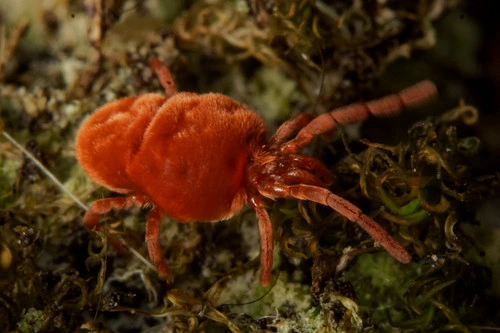 Allothrombium fuliginosum | Arachnipedia Wiki | Fandom