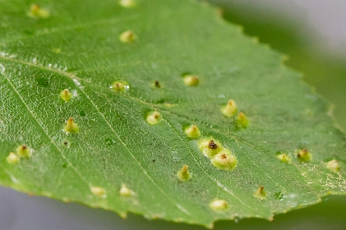 Aculus leionotus | Arachnipedia Wiki | Fandom