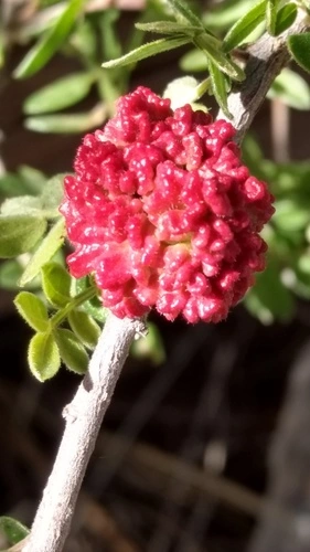 Aculops arizonarhus | Arachnipedia Wiki | Fandom