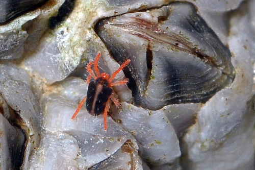 Halotydeus hydrodromus | Arachnipedia Wiki | Fandom