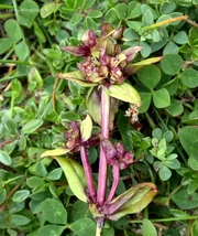 Aculus kerneri | Arachnipedia Wiki | Fandom