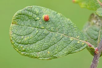 Aculus laevis | Arachnipedia Wiki | Fandom