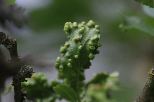 Plum Rust Mite (Aculus fockeui) | Arachnipedia Wiki | Fandom
