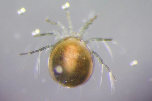 Midea expansa | Arachnipedia Wiki | Fandom