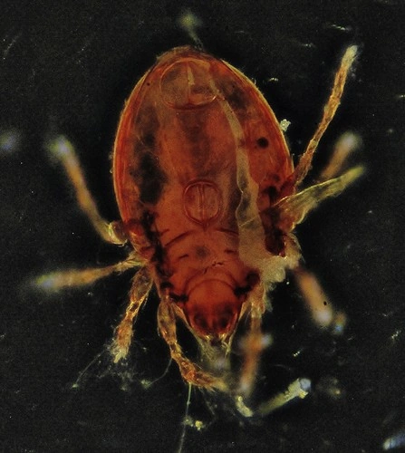 Diapterobates notatus | Arachnipedia Wiki | Fandom