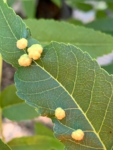 California Black Walnut Pouch Gall Mite (Aceria brachytarsa ...
