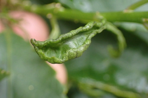 Mahoe Leaf Roll Mite (Aceria melicyti) | Arachnipedia Wiki | Fandom