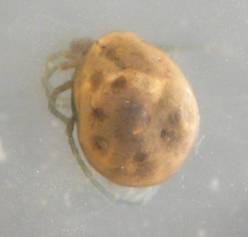 Limnesia undulata | Arachnipedia Wiki | Fandom