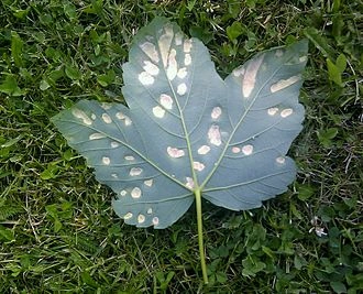 Sycamore Felt Gall Mite (Aceria pseudoplatani) | Arachnipedia Wiki | Fandom