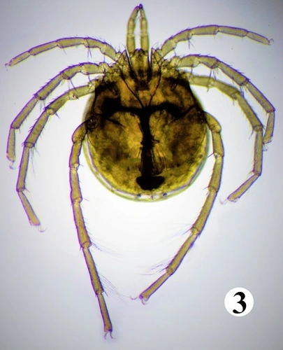 Lebertia natans | Arachnipedia Wiki | Fandom