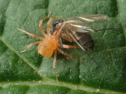 French Anystis Mite (Anystis wallacei) | Arachnipedia Wiki | Fandom