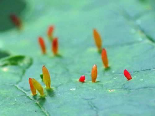 Maple Spindle Gall Mite (Vasates aceriscrumena) | Arachnipedia Wiki ...