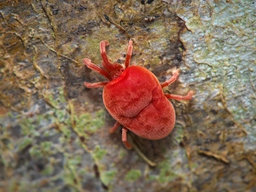 Trombidium holosericeum | Arachnipedia Wiki | Fandom