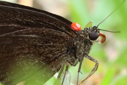 Trombidium breei | Arachnipedia Wiki | Fandom