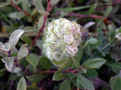 Aceria megacera | Arachnipedia Wiki | Fandom