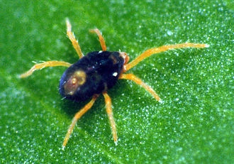 Blue Oat Mite (Penthaleus major) | Arachnipedia Wiki | Fandom