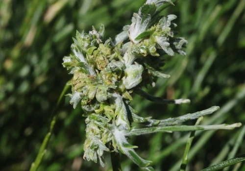 Scalebroom Bud Mite (Eriophyes lepidosparti) | Arachnipedia Wiki | Fandom