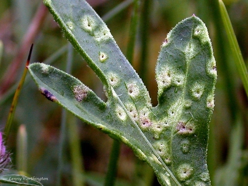 Aceria centaureae | Arachnipedia Wiki | Fandom