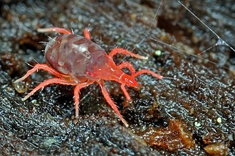 Bdellidae | Arachnipedia Wiki | Fandom