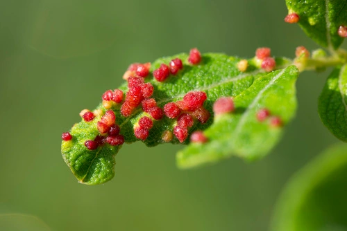 Aceria iteina | Arachnipedia Wiki | Fandom