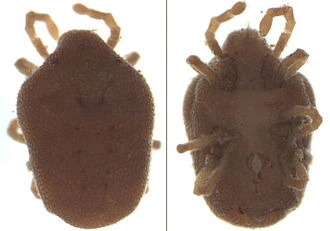 Calyptostoma | Arachnipedia Wiki | Fandom