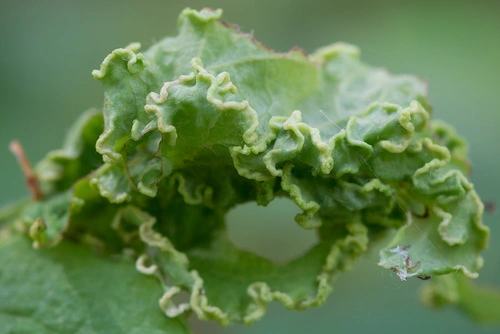 Aculus xylostei | Arachnipedia Wiki | Fandom