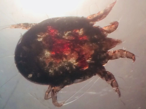 Rabbit Ear Canker Mite (Psoroptes cuniculi) | Arachnipedia Wiki | Fandom