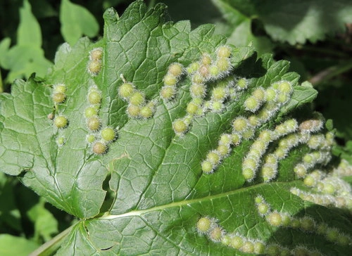 Aceria onychia | Arachnipedia Wiki | Fandom