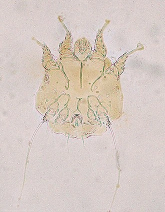 Cat Mange Mite (Notoedres cat) | Arachnipedia Wiki | Fandom