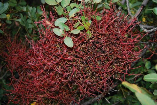 Aceria pistaciae | Arachnipedia Wiki | Fandom