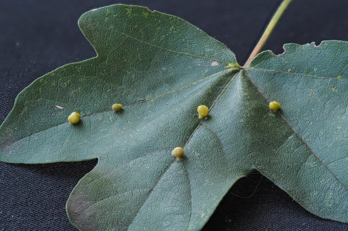 Solitary Maple Leaf Gall Mite (Aceria macrochela) | Arachnipedia Wiki ...