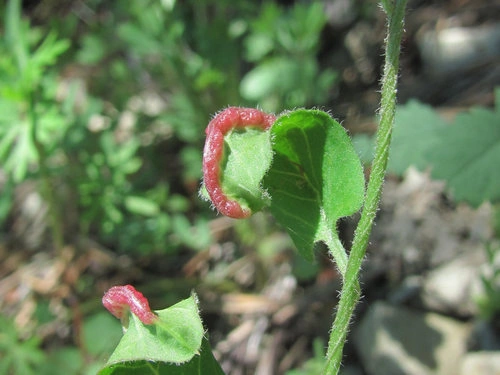 Aculus convolvuli | Arachnipedia Wiki | Fandom