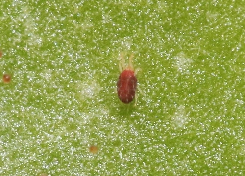Red Spider Mite (Tetranychus cinnabarinus) | Arachnipedia Wiki | Fandom