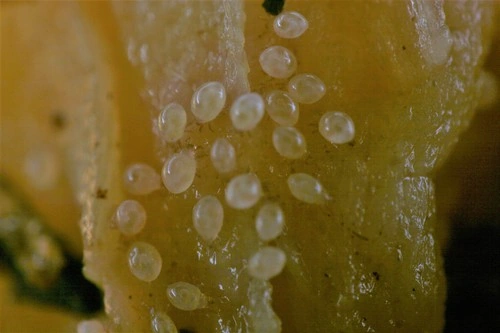 Rhizoglyphus robini | Arachnipedia Wiki | Fandom