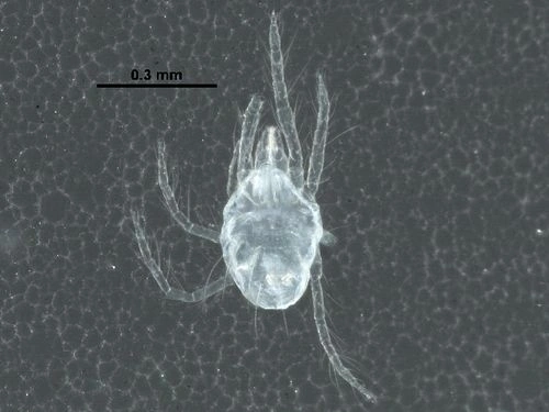 Tobacco Spider Mite (Tetranychus evansi) | Arachnipedia Wiki | Fandom