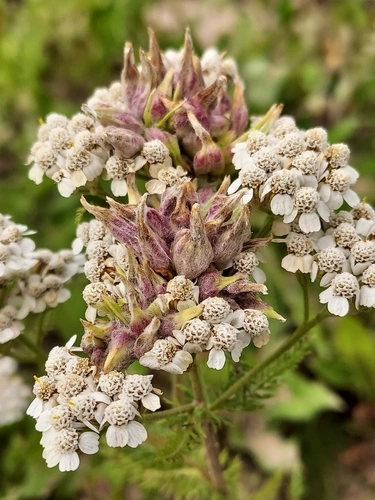 Aceria kiefferi | Arachnipedia Wiki | Fandom