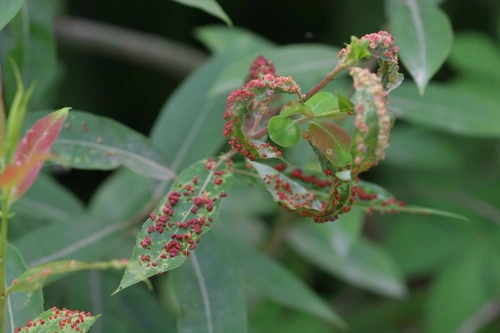 Aculus niphocladae | Arachnipedia Wiki | Fandom
